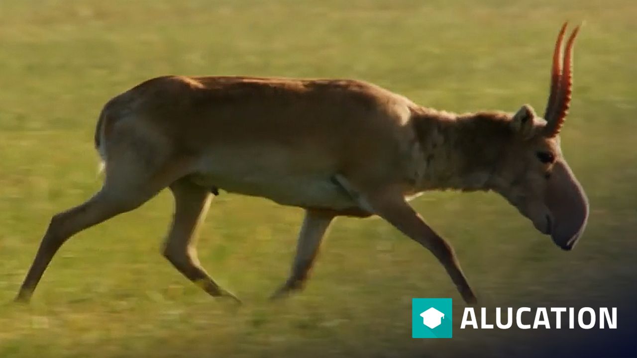 The trunk noses of the saiga antelopes – alugha