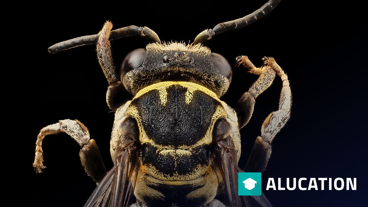 Bee Navigation – alucation