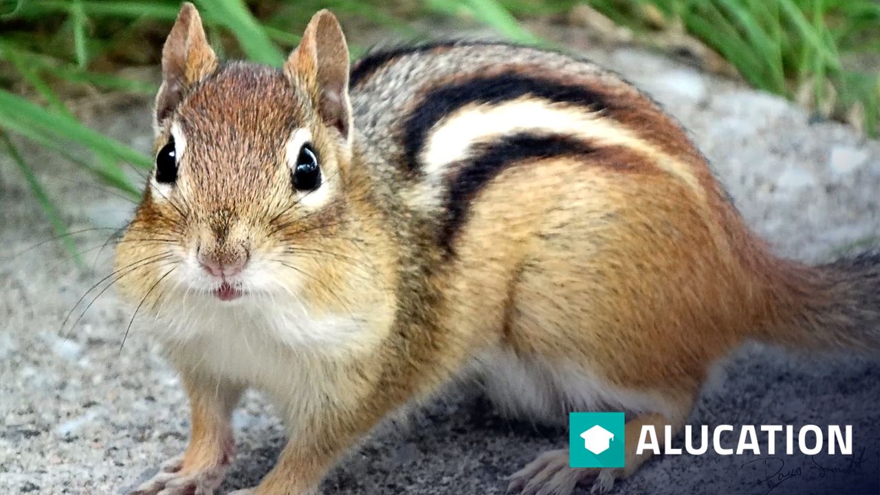 Chipmunk facts: pack your cheeks with these facts | Animal Fact Files ...