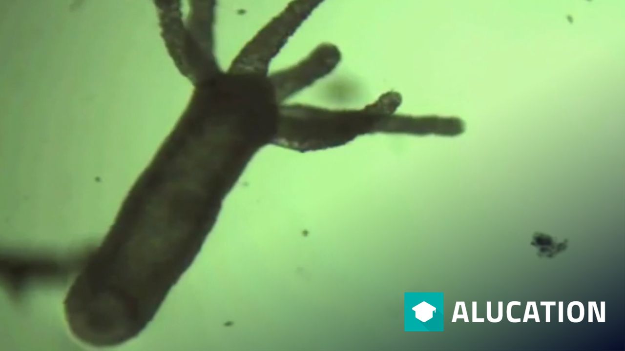 Hydra facts: not the mythical beast! | Animal Fact Files – alugha