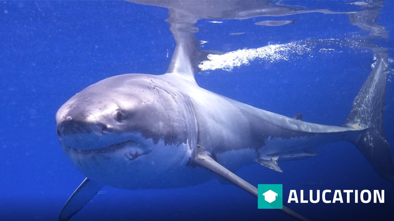 Great White Shark facts: do you even know why they're called that ...