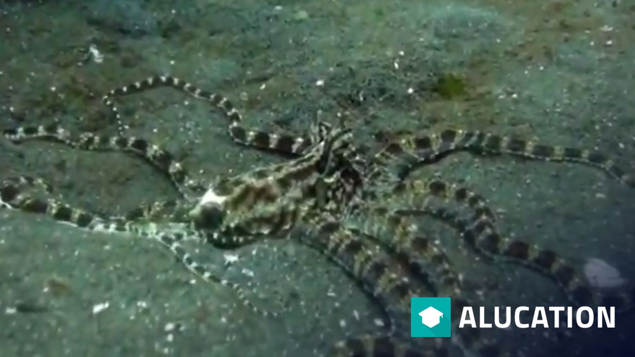 Mimik-Oktopus Fakten: Wen werden sie als nächstes nachahmen? | Animal ...