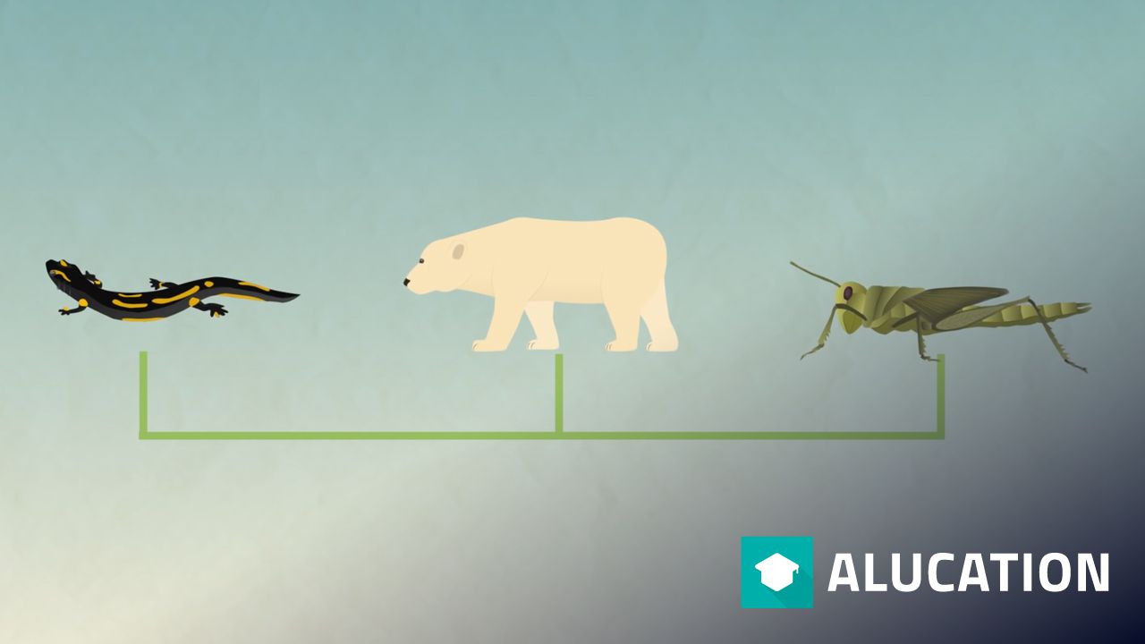 Gas Exchange In Different Animals | Physiology | Biology | FuseSchool ...