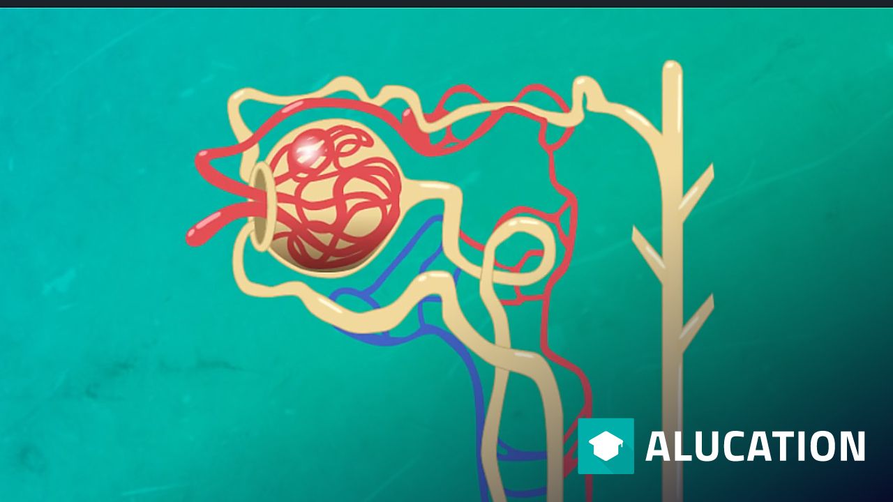 How the Kidneys Remove Urea | Physiology | Biology | FuseSchool – alucation