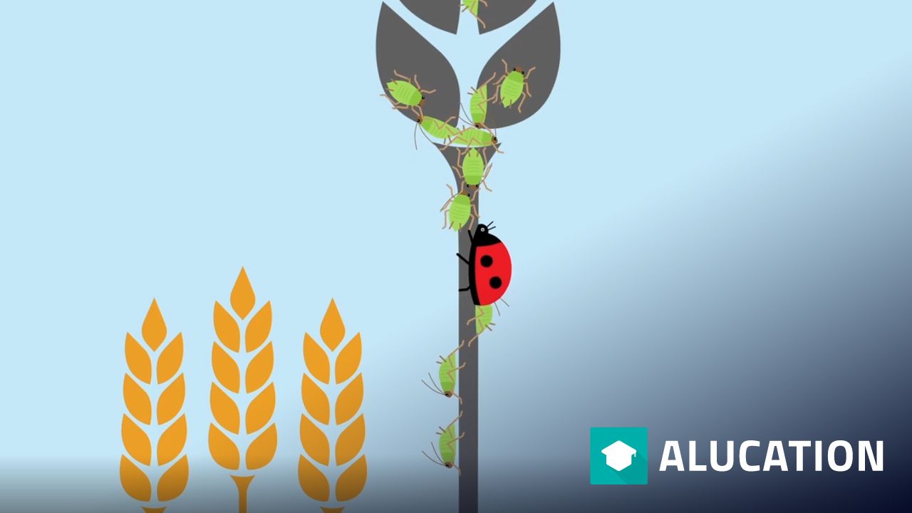We need insects! – alugha