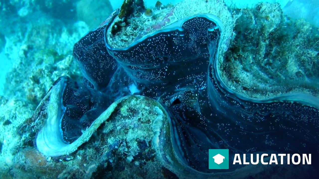 Giant Clam facts: an algae filled blue kiss | Animal Fact Files – alugha