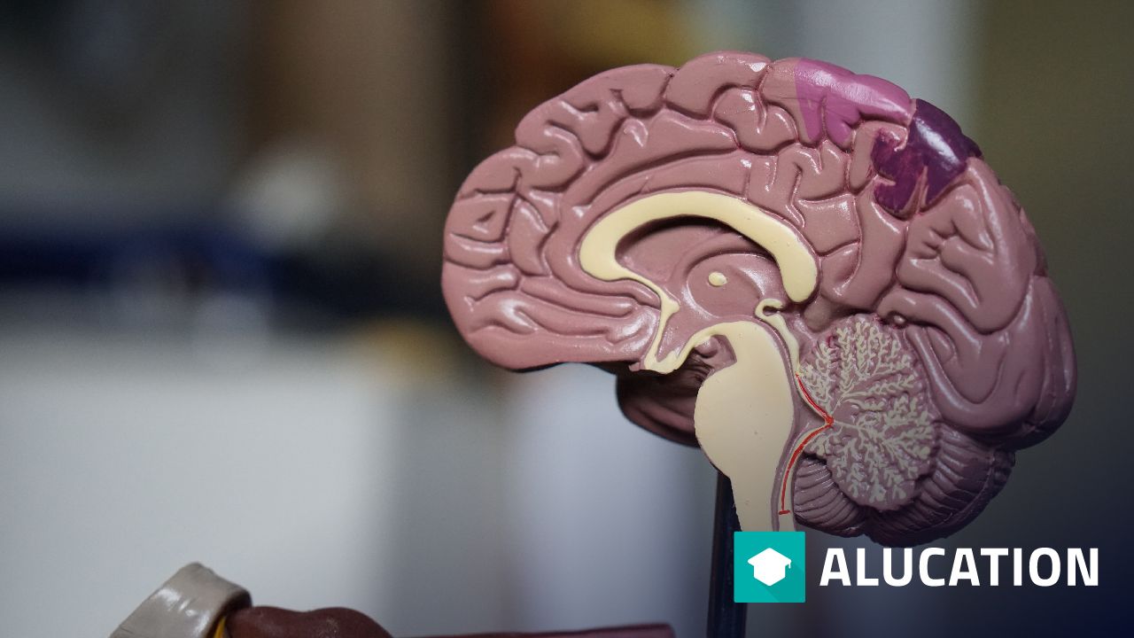 Evolutionary Roots of Language – alucation