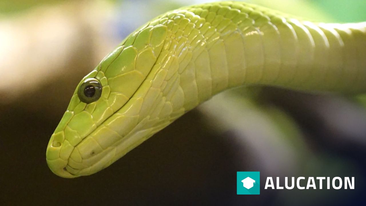 Mamba facts: a snake with a black mouth (that's how they got their name ...