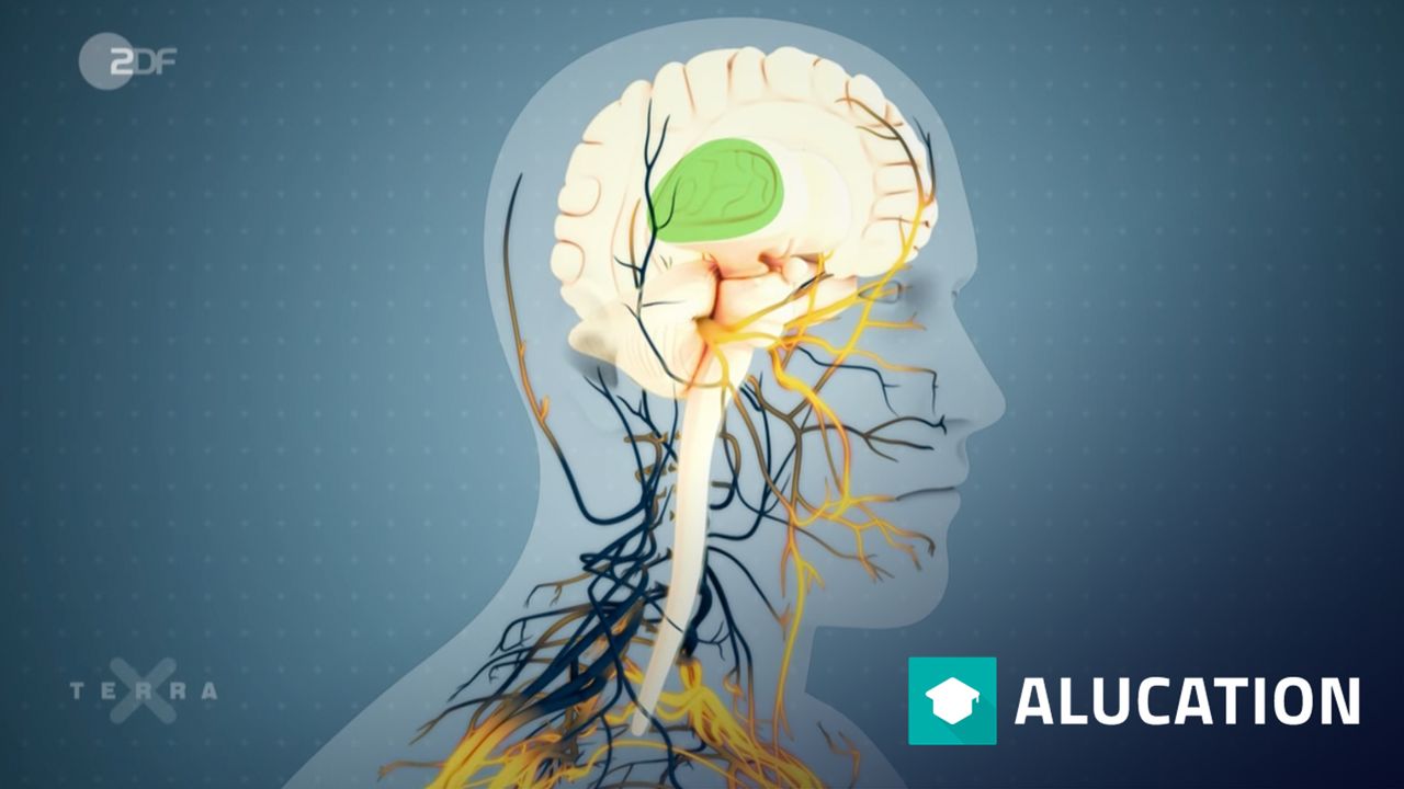 What happens in our brain when we are scared? – alugha