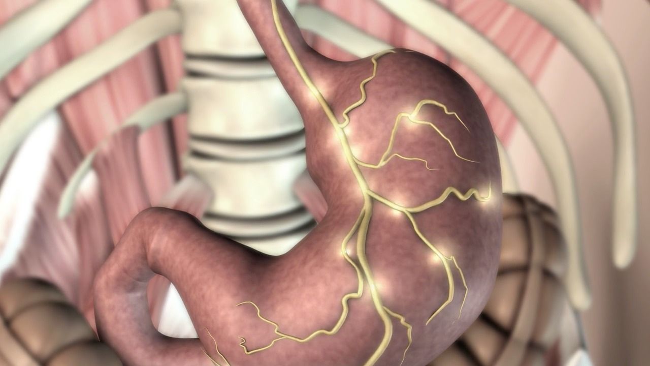 How Does the Stomach Work? – alucation