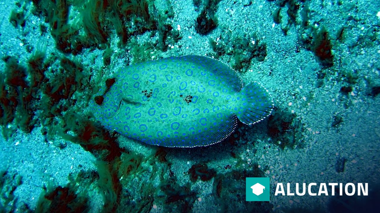 Flounder (Flatfish) facts: a one-sides fish | Animal Fact Files – alucation