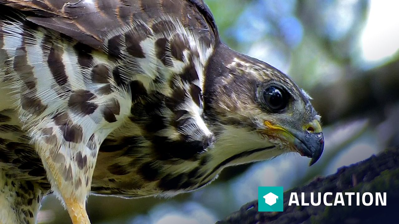 African Goshawk facts: they have fancy headgear | Animal Fact Files ...