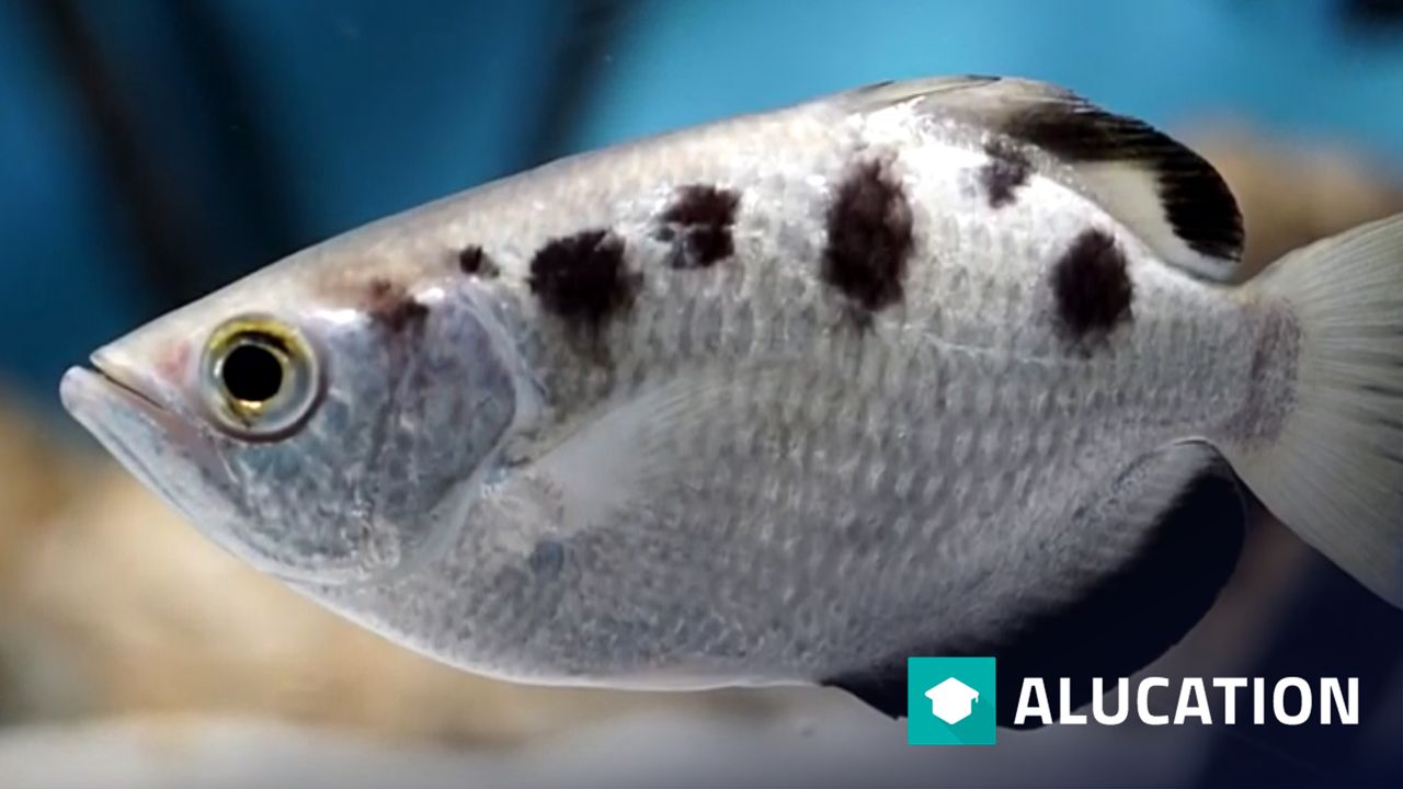 Archerfish facts: the Robin Hood of fish | Animal Fact Files – alugha