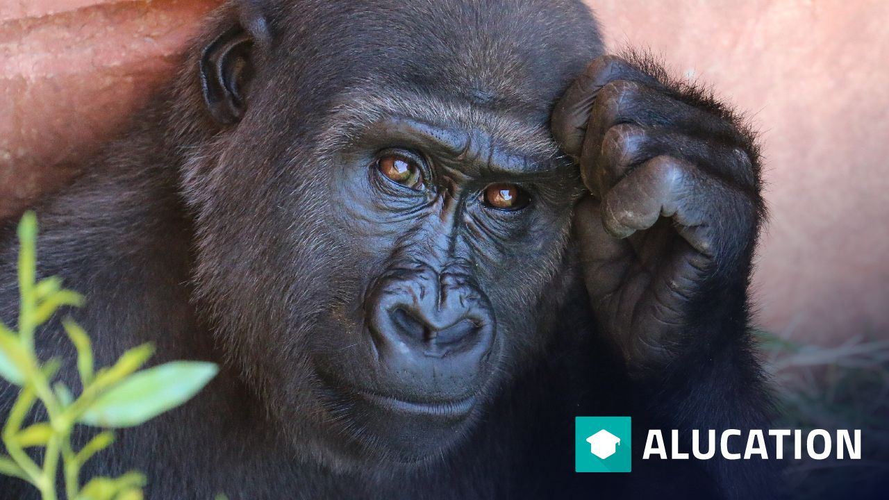 NOVA scienceNow: What Are Animals Thinking? | Decision-Maker Bees and ...