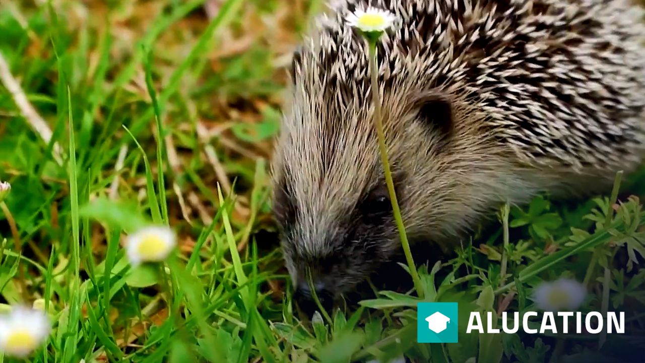 Hedgehog facts: gotta go fast (maybe) | Animal Fact Files – alucation