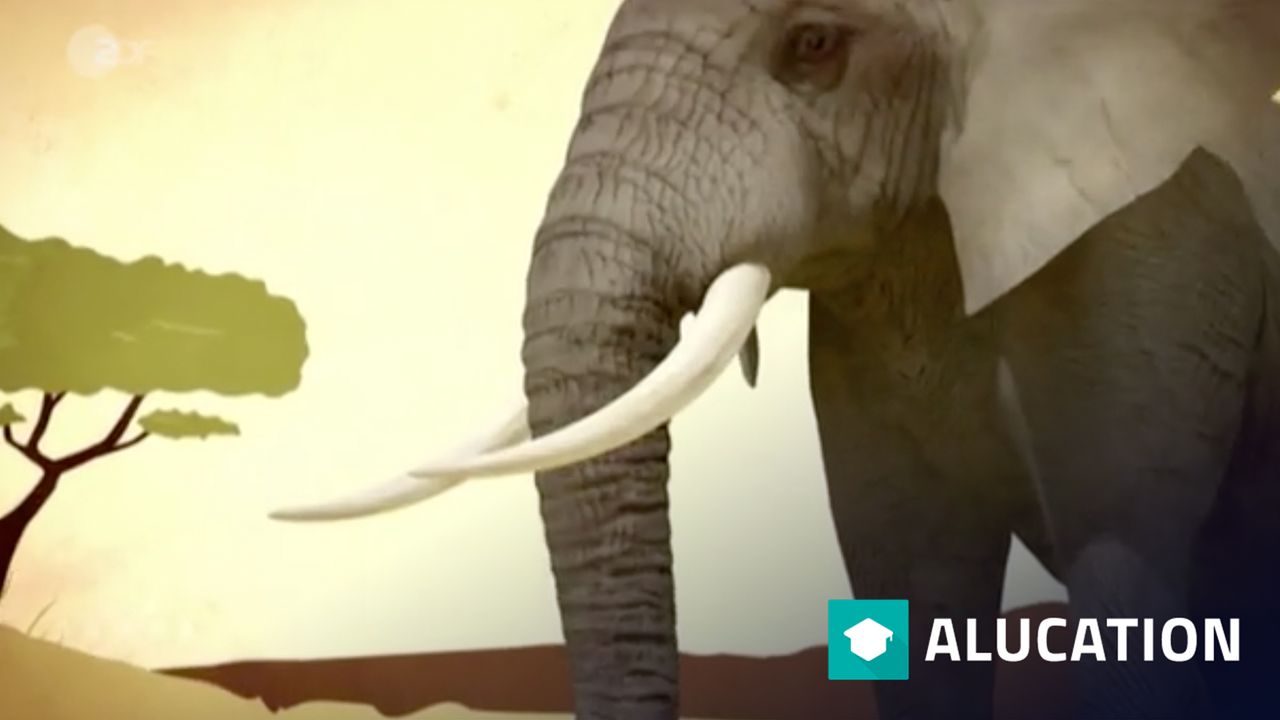 Quelle est la structure d'une défense d'éléphant ? – alucation