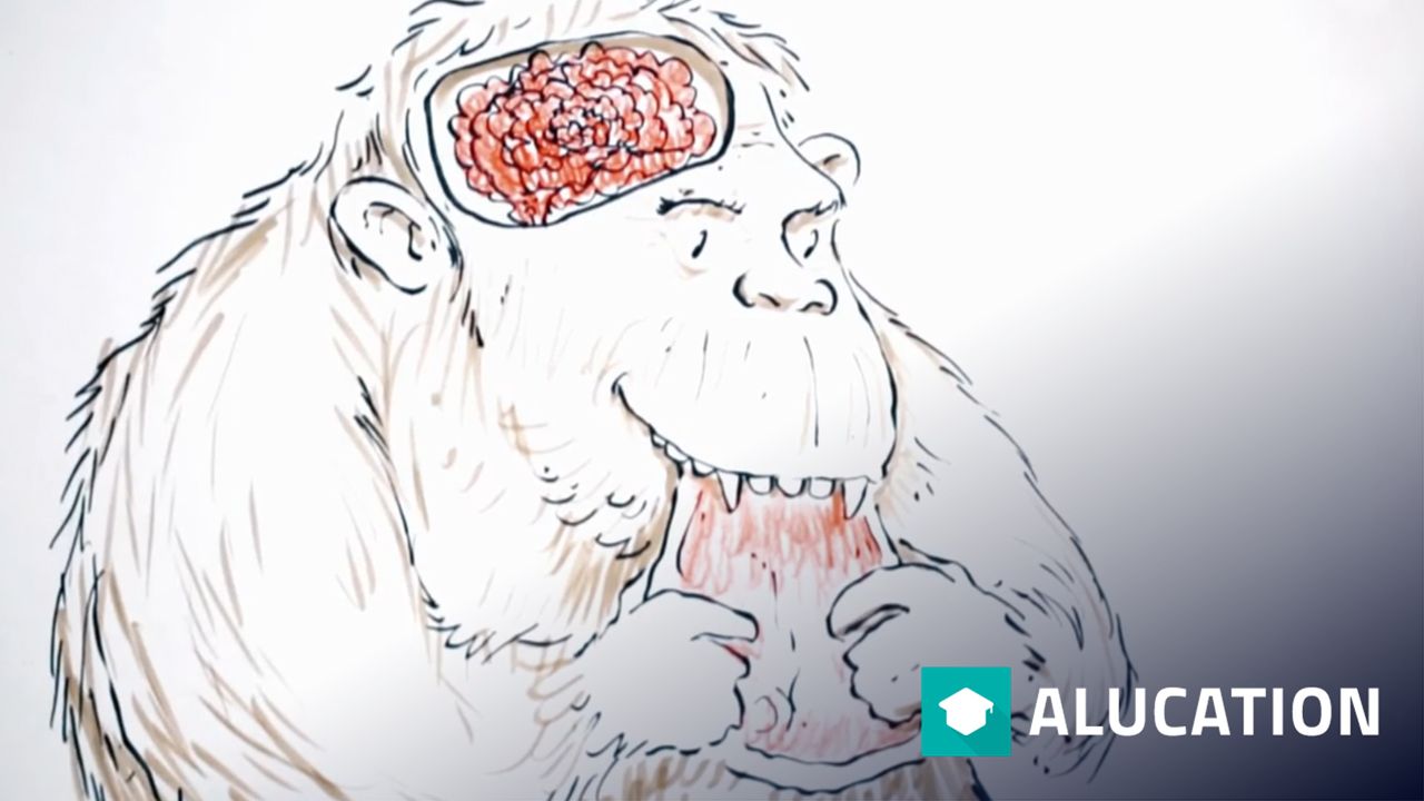 Do humans need meat? – alugha