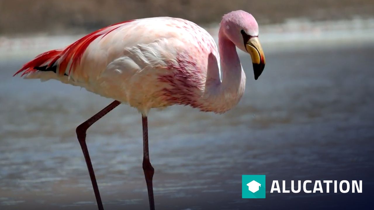 Flamingo facts: Living in Extreme Environments | Animal Fact Files ...