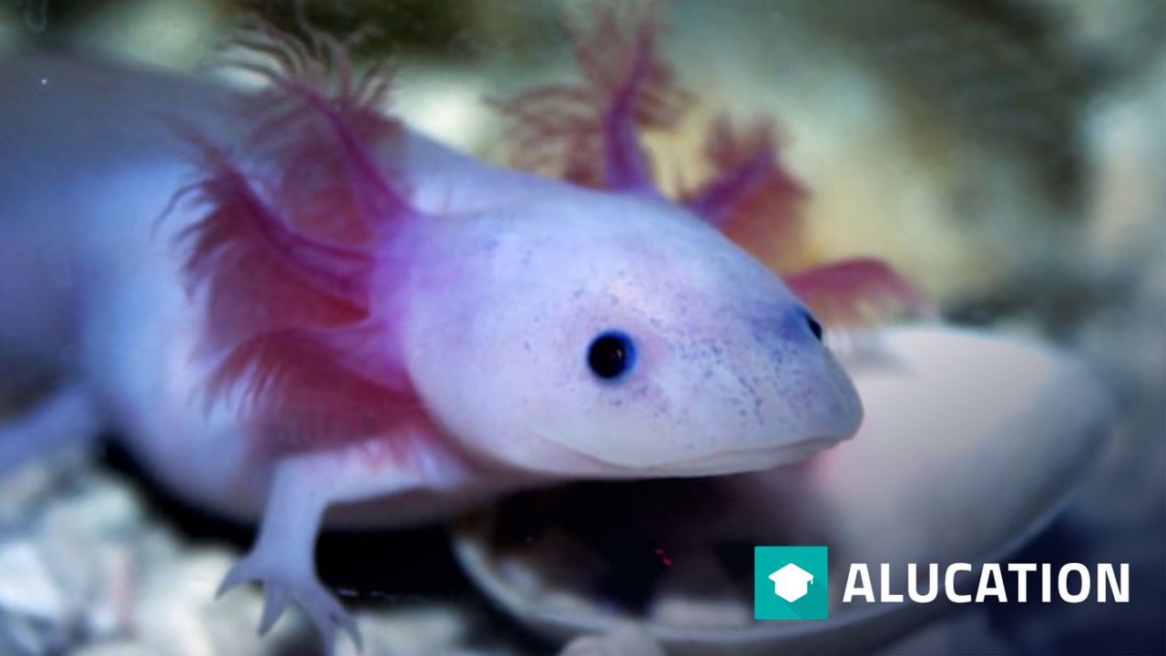 Axolotl facts: they're Peter Pan salamanders | Animal Fact Files – alugha