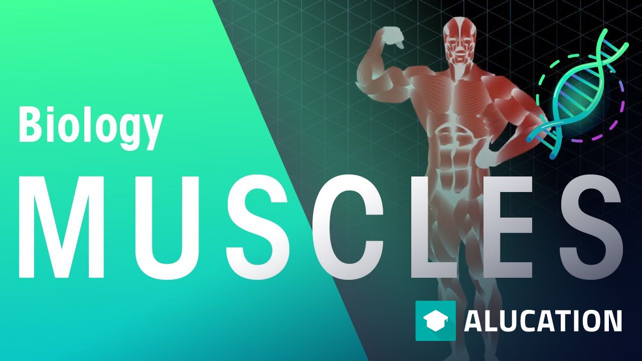 Muscles | Biology for All | FuseSchool – alugha