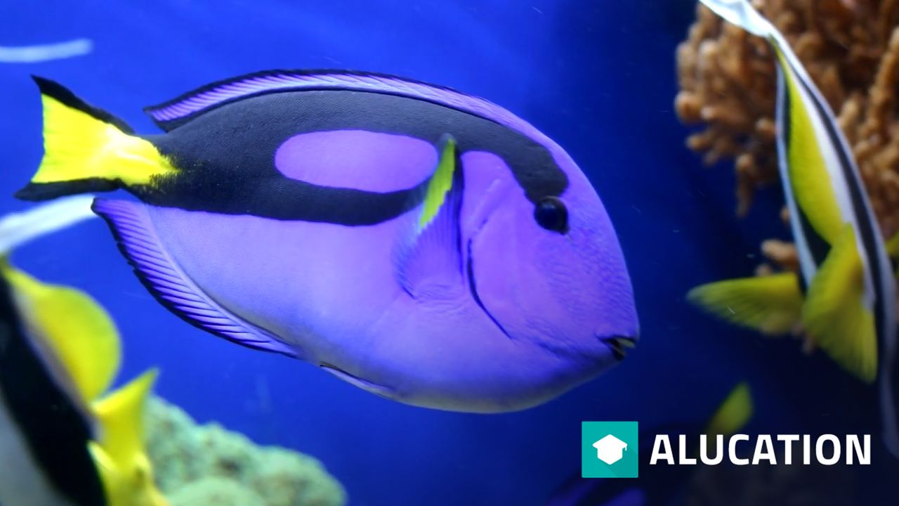 Blue Tang Fish Habitat